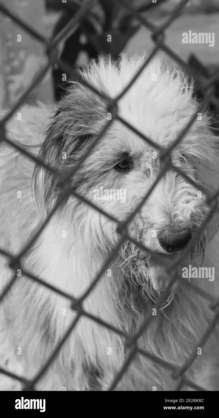 Vertical greyscale shot of a white dog captured at the animal shelter ...