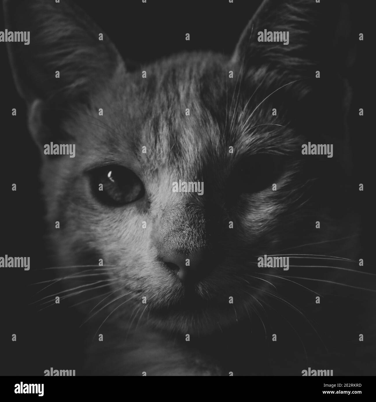 Greyscale cat hi-res stock photography and images - Alamy