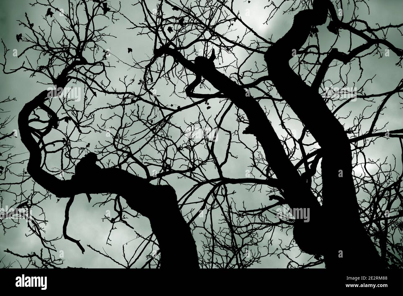Scary dramatic forest with bare tree trunks and branches Stock Photo ...