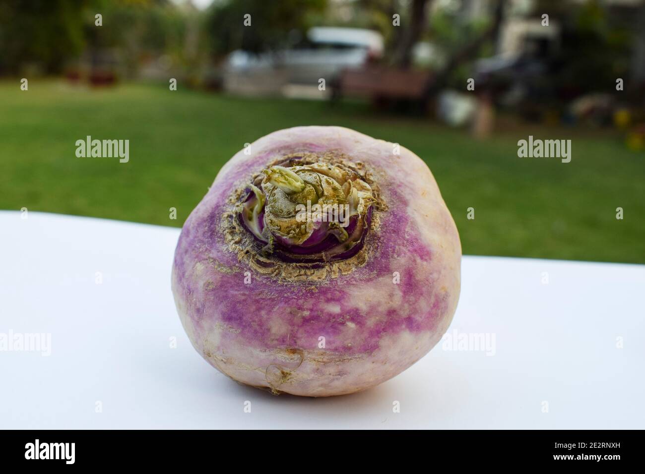 Turnip vegetable also know as Brassica rapa, from Asia Purple pink and ...