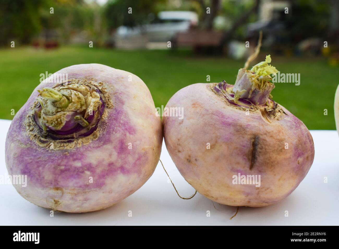 Turnip vegetable also know as Brassica rapa, from Asia Purple pink and ...