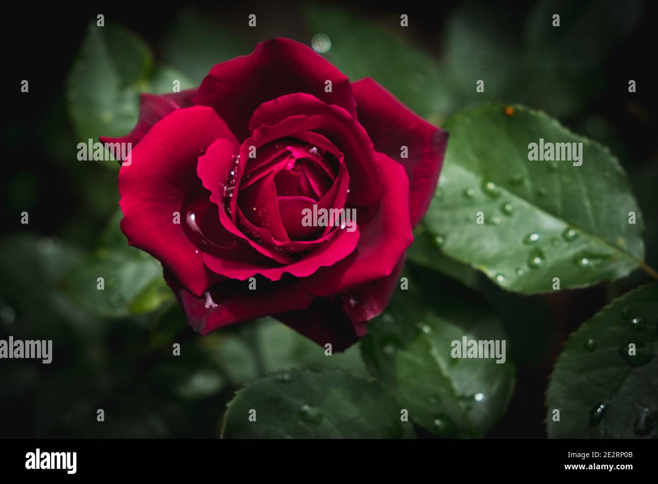 Selective focus shot of a red rose with Stock Photo - Alamy