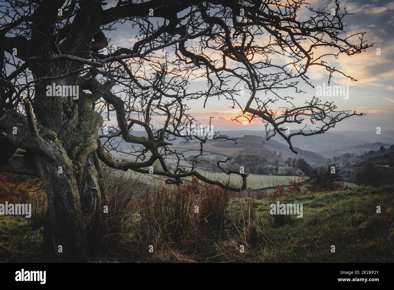 Beautiful shot of a natural view from a tree branches Stock Photo - Alamy