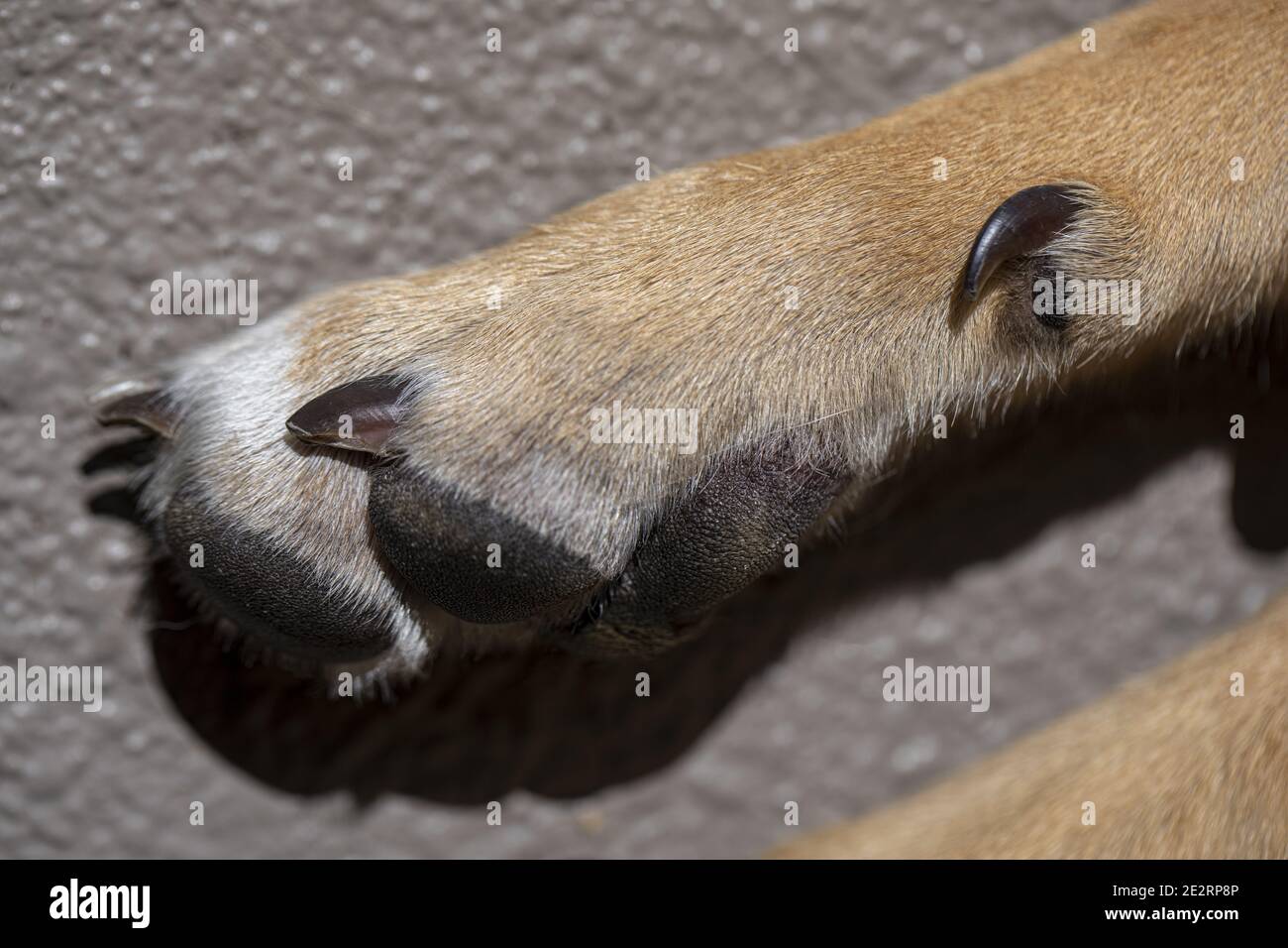 Brown caws hi-res stock photography and images - Alamy