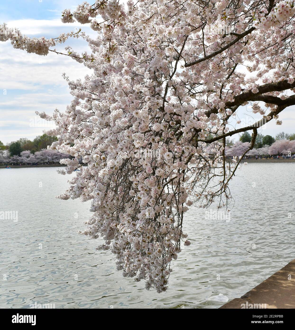 Cherry blossom tree by the Tidal Basin Stock Photo - Alamy