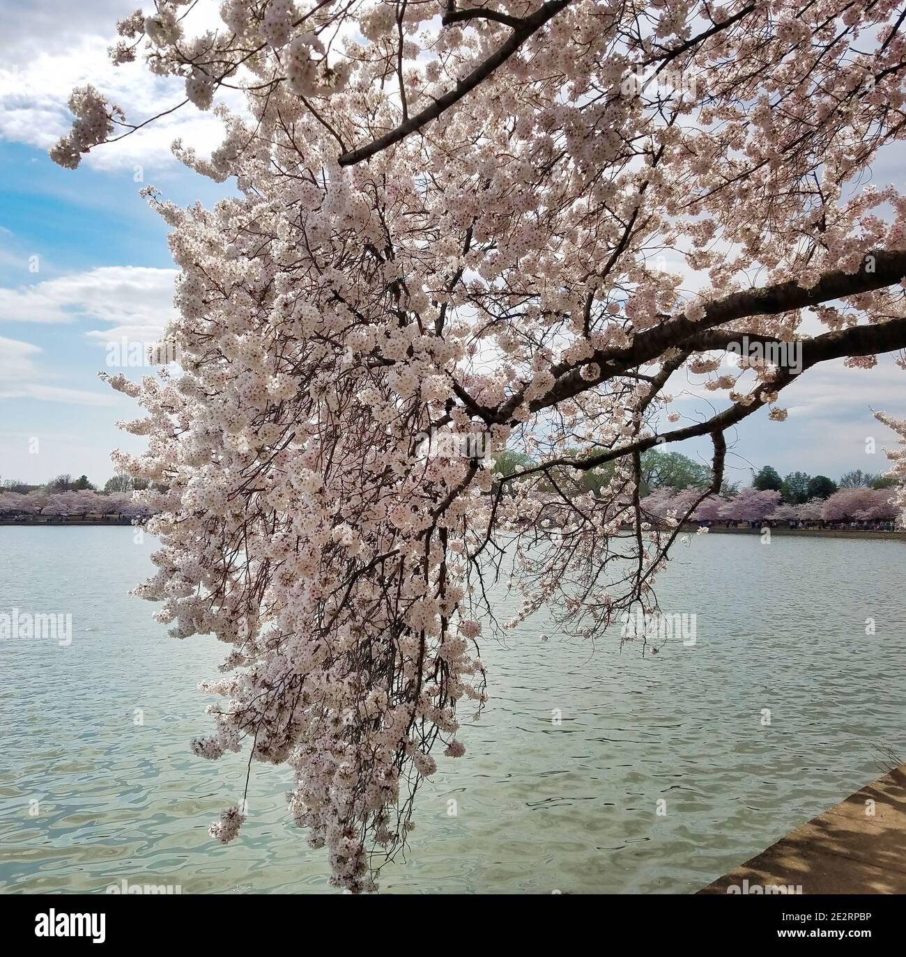 Cherry blossom tree by the Tidal Basin Stock Photo - Alamy