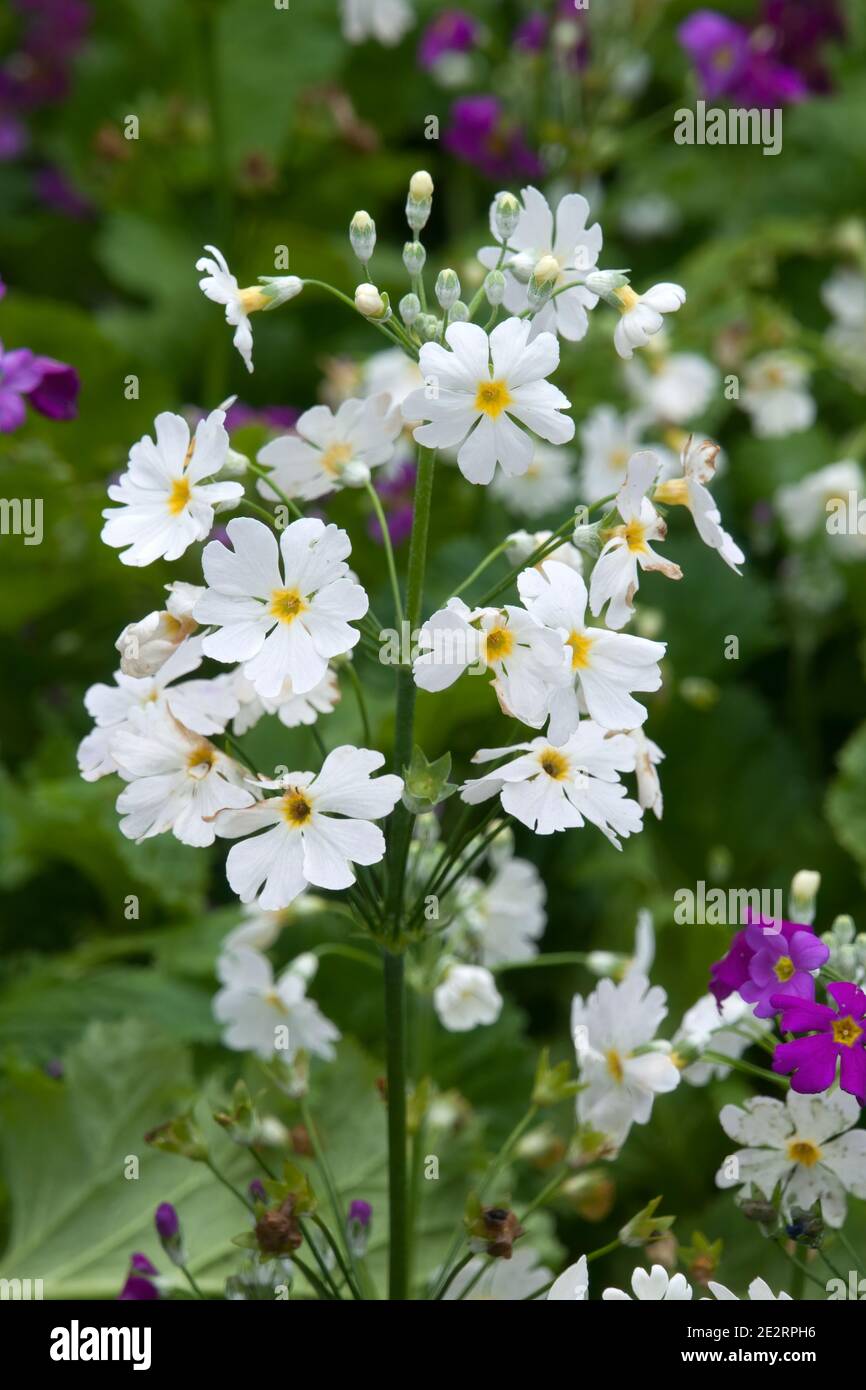 Fairy primrose primula malacoides hi-res stock photography and images ...