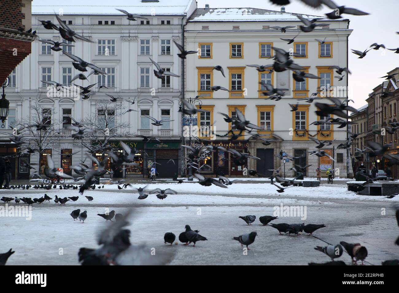 Pigeons and doves hi-res stock photography and images - Alamy