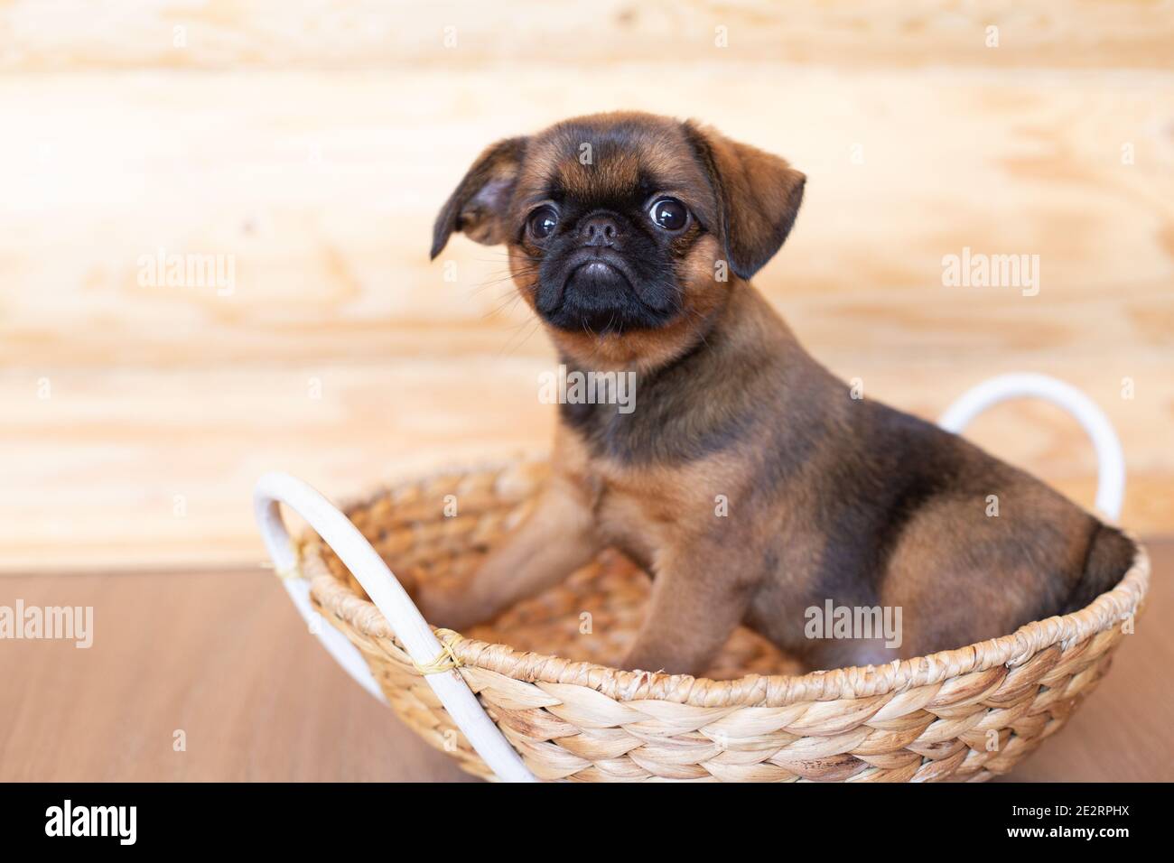 Brussels Griffon Pug Mix