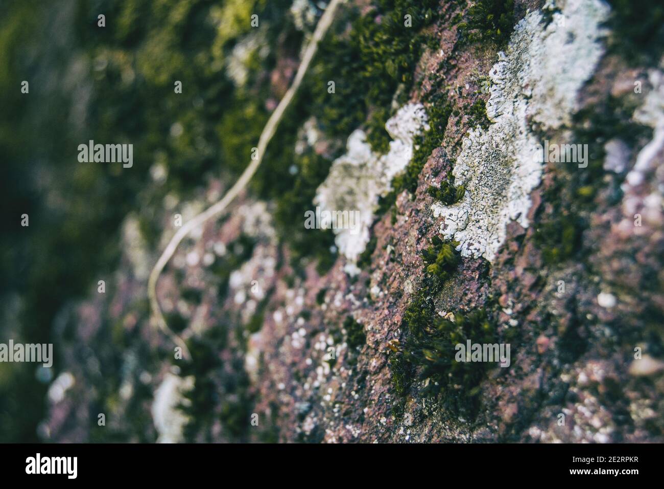 Moss on old stone with dark colors Stock Photo - Alamy
