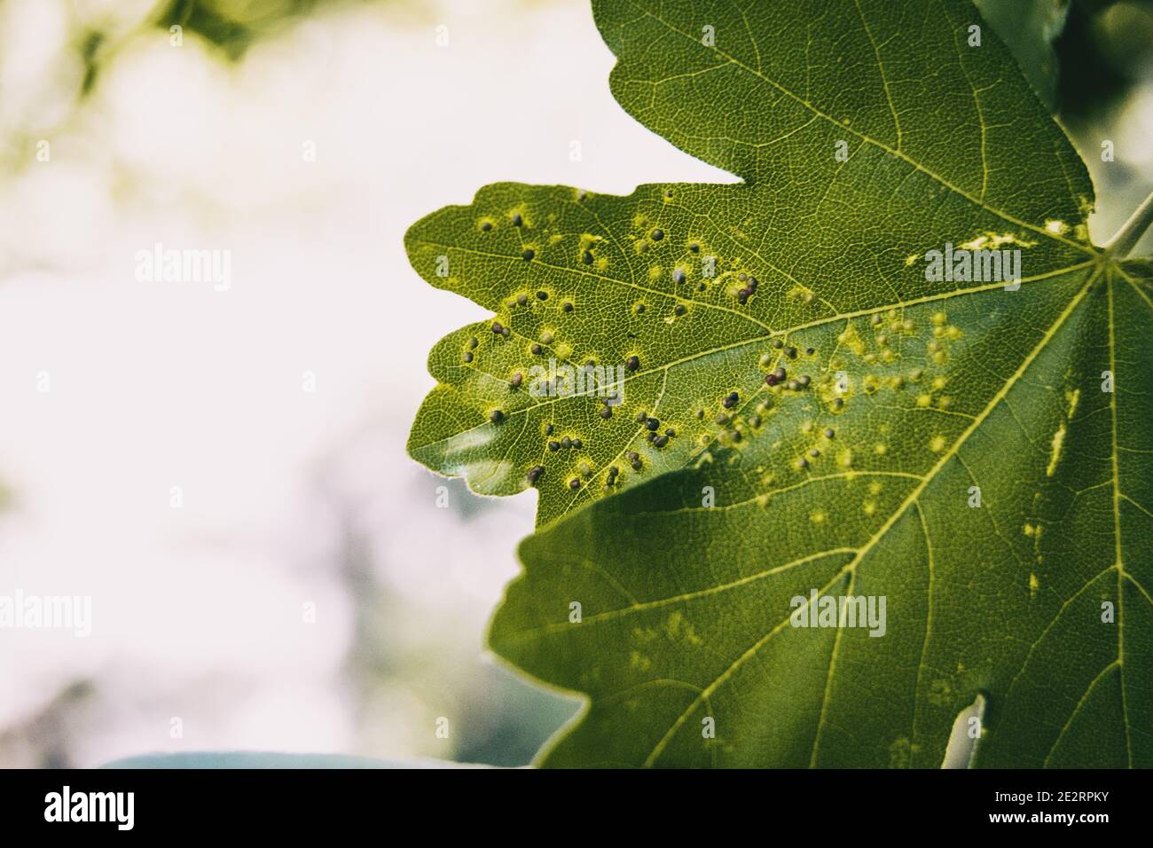 Fungal infection on the leaf hi-res stock photography and images - Alamy