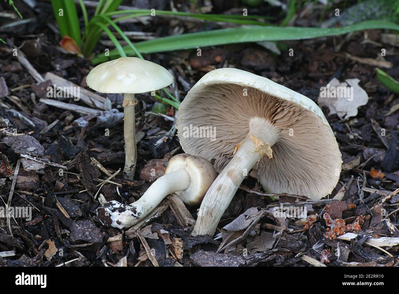 Agrocybe praecox, known as the Spring Fieldcap, wild mushroom from ...