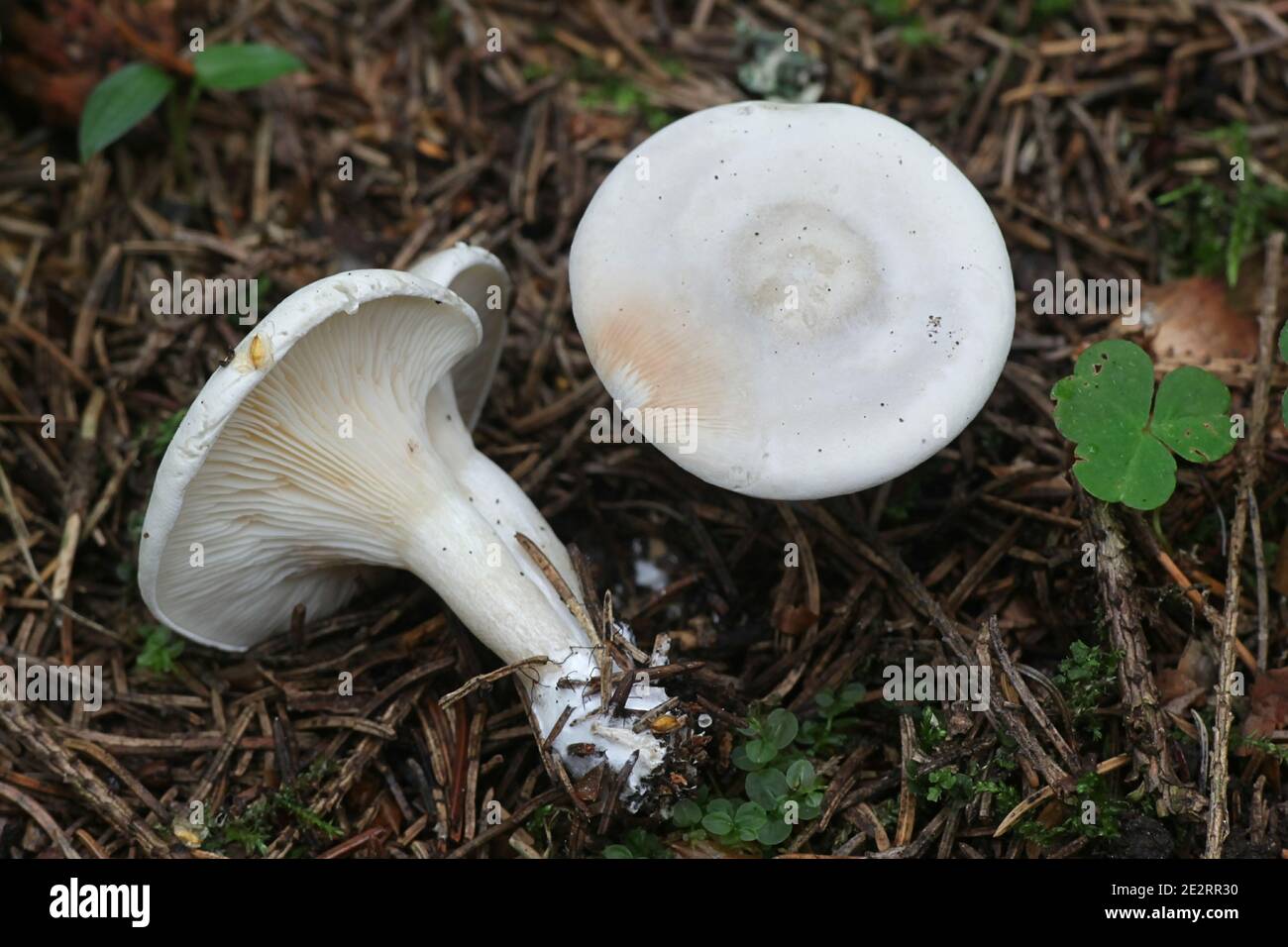 Clitopilus prunulus, commonly known as the miller or the sweetbread ...