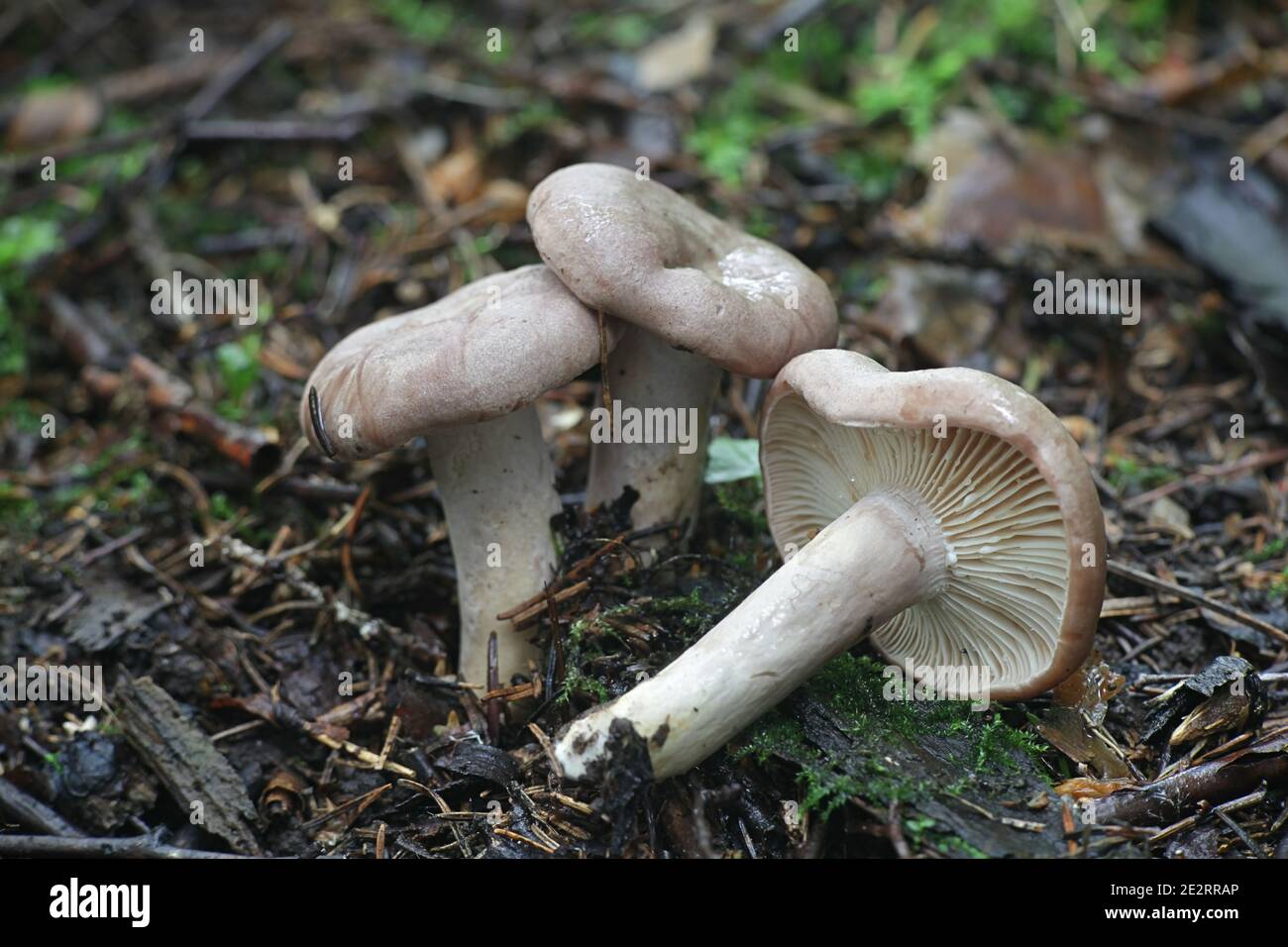 Stumpy milkcap hi-res stock photography and images - Alamy