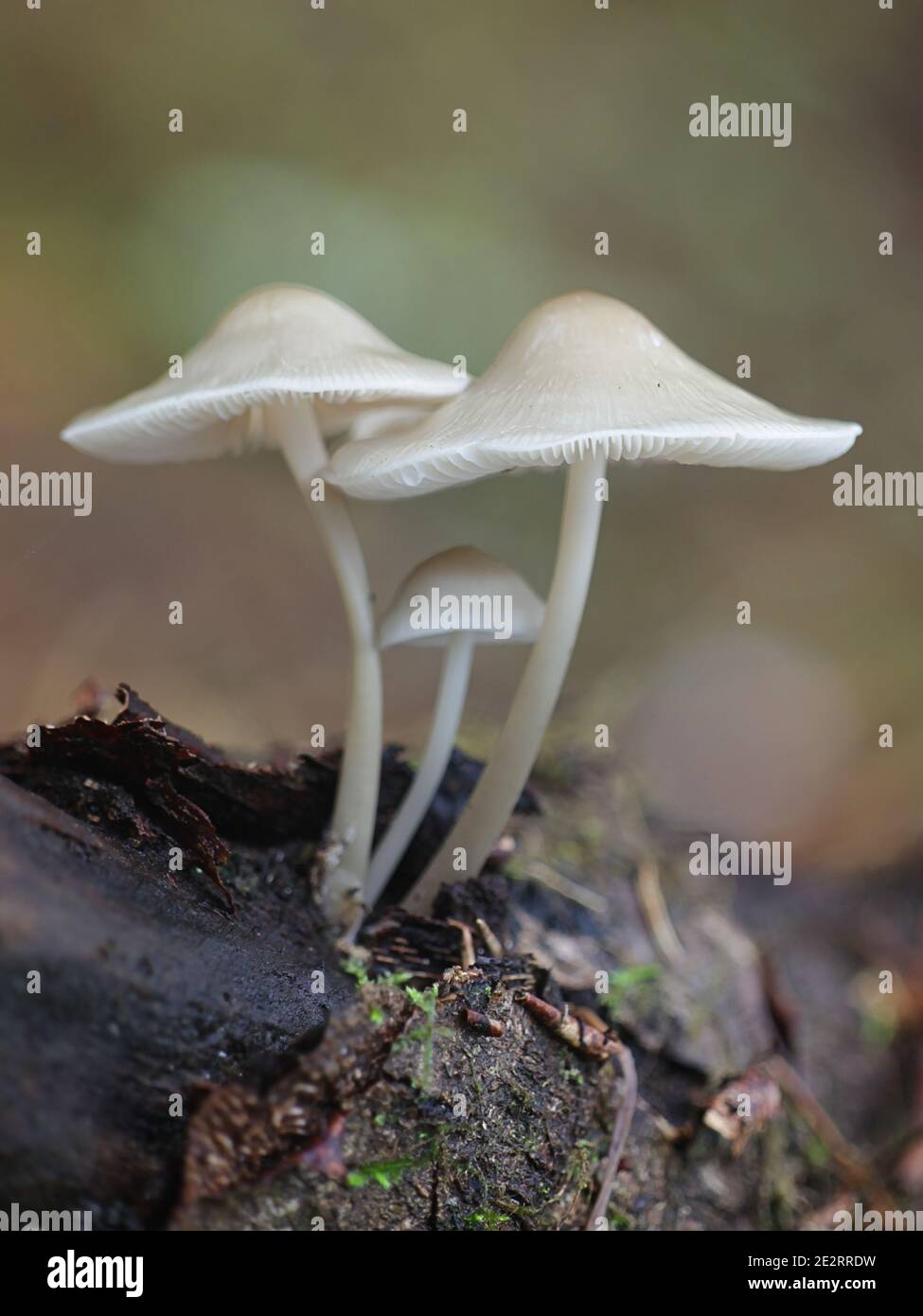 Mycena galericulata, known as the common bonnet or the toque mycena ...