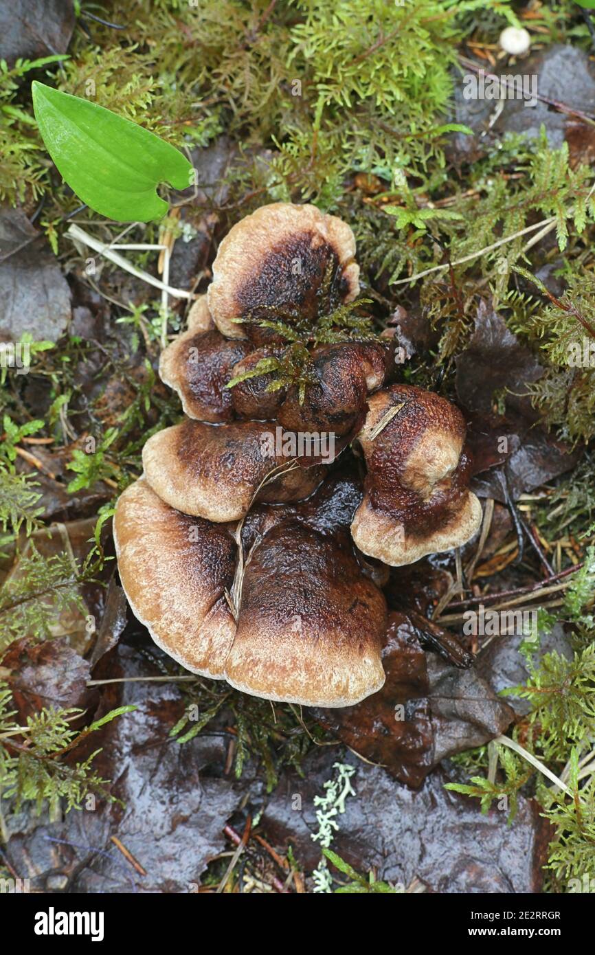 Ischnoderma benzoinum, known as Benzoin bracket fungus, wild polypore ...