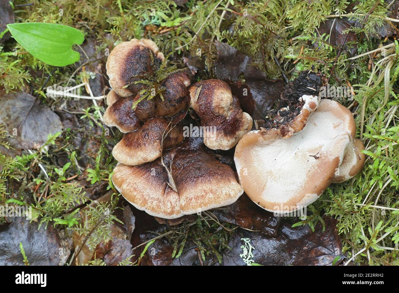 Ischnoderma benzoinum, known as Benzoin bracket fungus, wild polypore ...