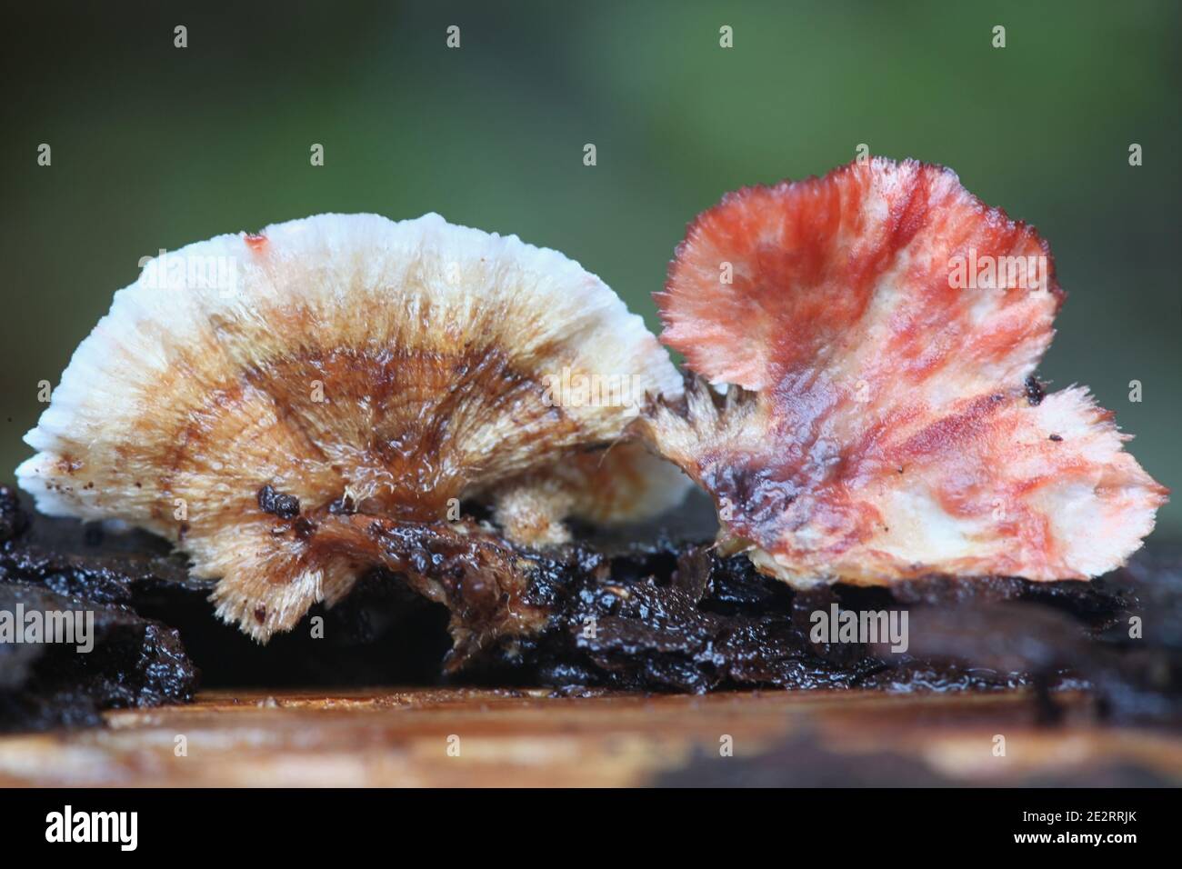 Stereum sanguinolentum, known as bleeding conifer crust, wild fungus ...