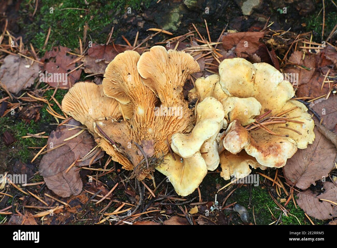 Tapinella panuoides, known as the Oyster rollrim, wild mushroom from ...