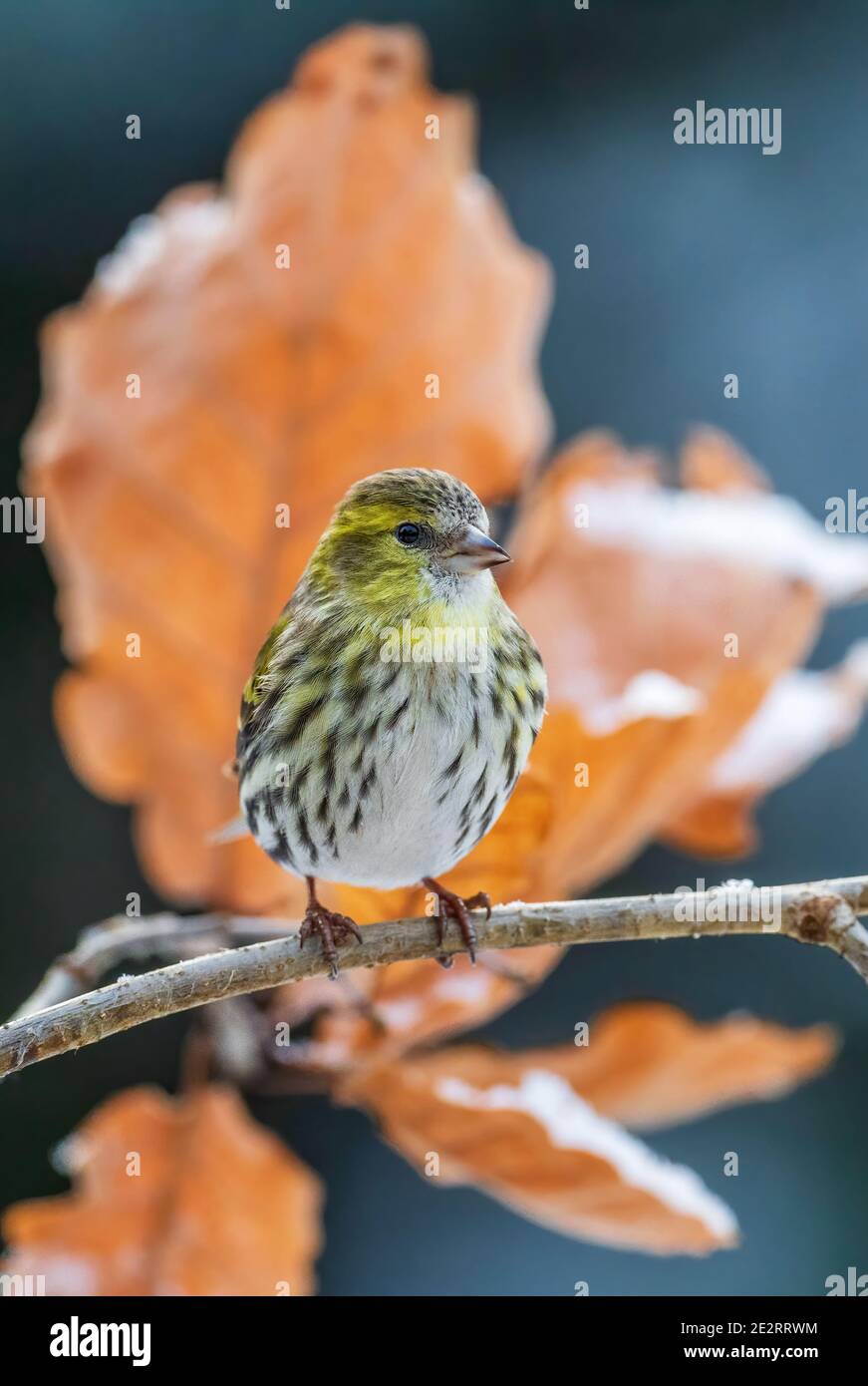 Eurasian siskin hi-res stock photography and images - Alamy
