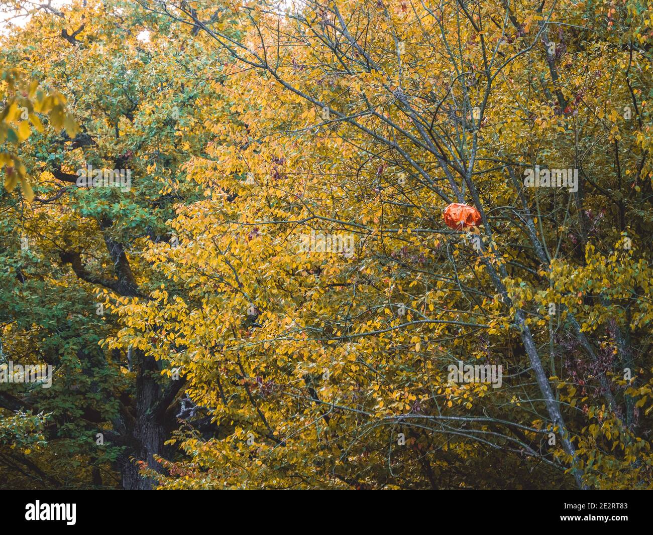 Helium balloon stuck in a forest tree Stock Photo - Alamy