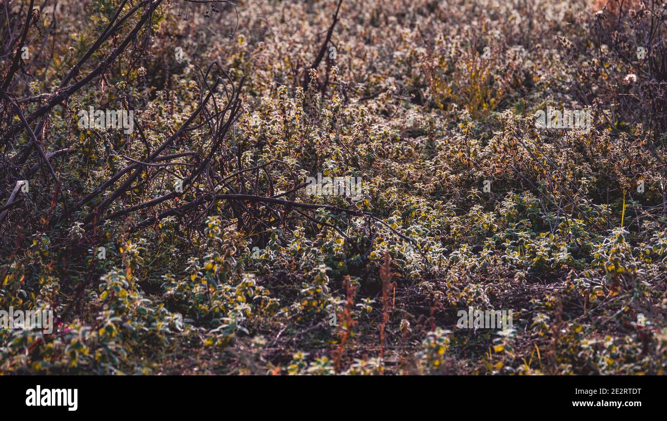 Wasteland weeds hi-res stock photography and images - Alamy