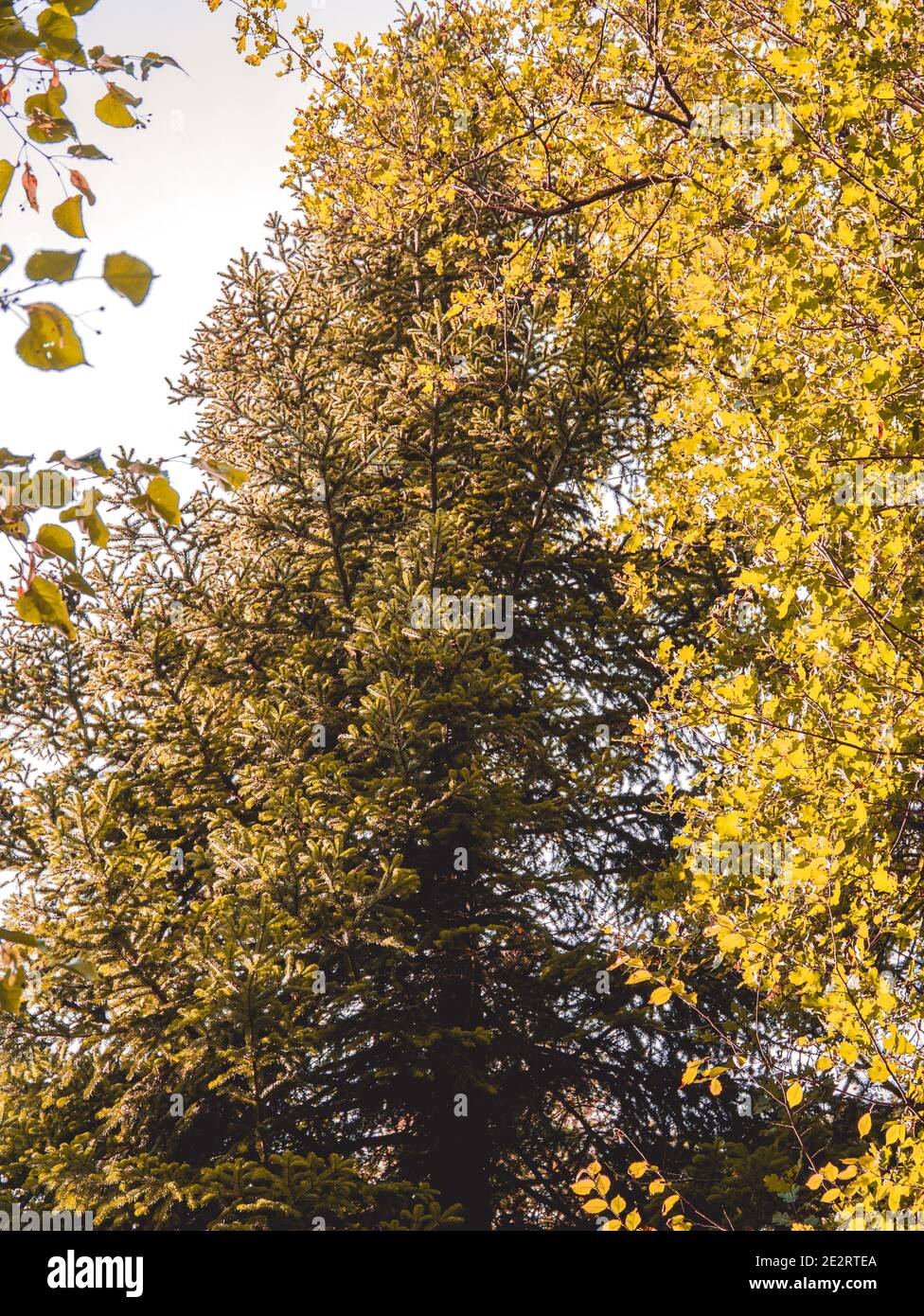 Deciduous thorn tree hi-res stock photography and images - Alamy