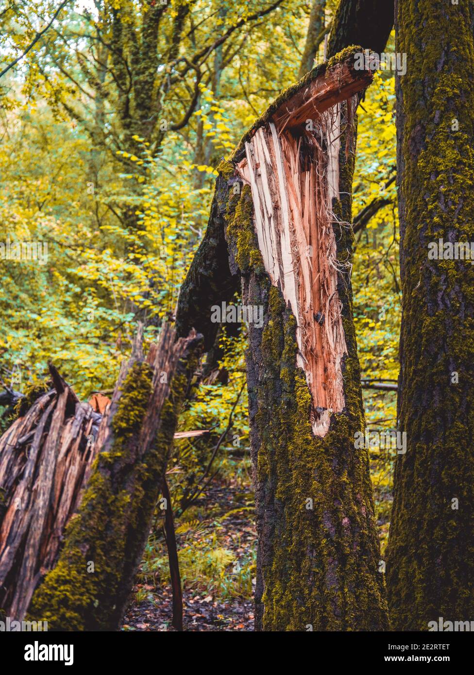 Tree covered with moss split by lightning Stock Photo - Alamy