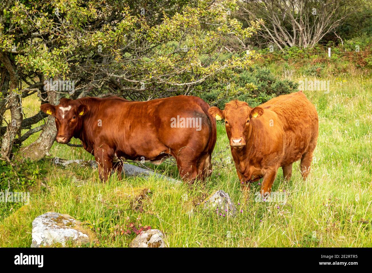 Cow calf livestock cattle farming ruminant ireland hi-res stock ...
