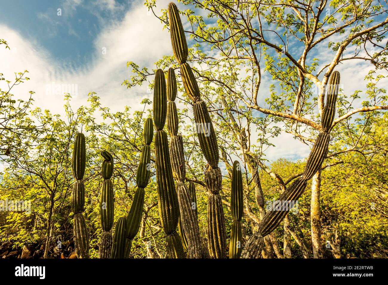 Bluesky forest tree hi-res stock photography and images - Alamy