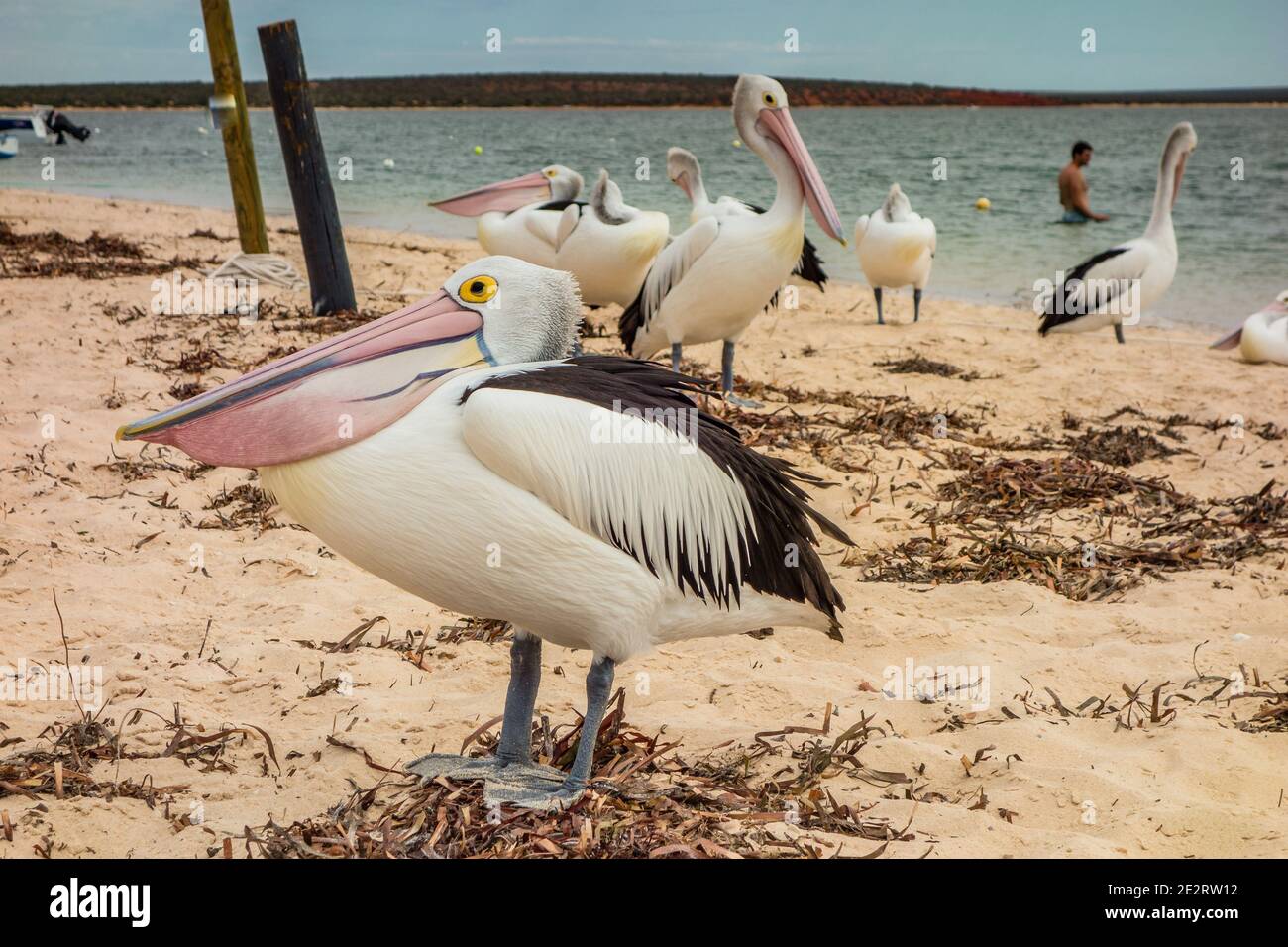 Australian Pelicans at Monkey Mia Dolphin Resort, Shark Bay, Coral ...