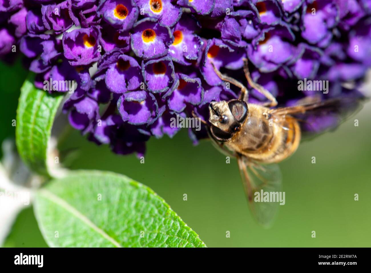 honey bee collecting pollen on a purple buddleja flower in blur ...