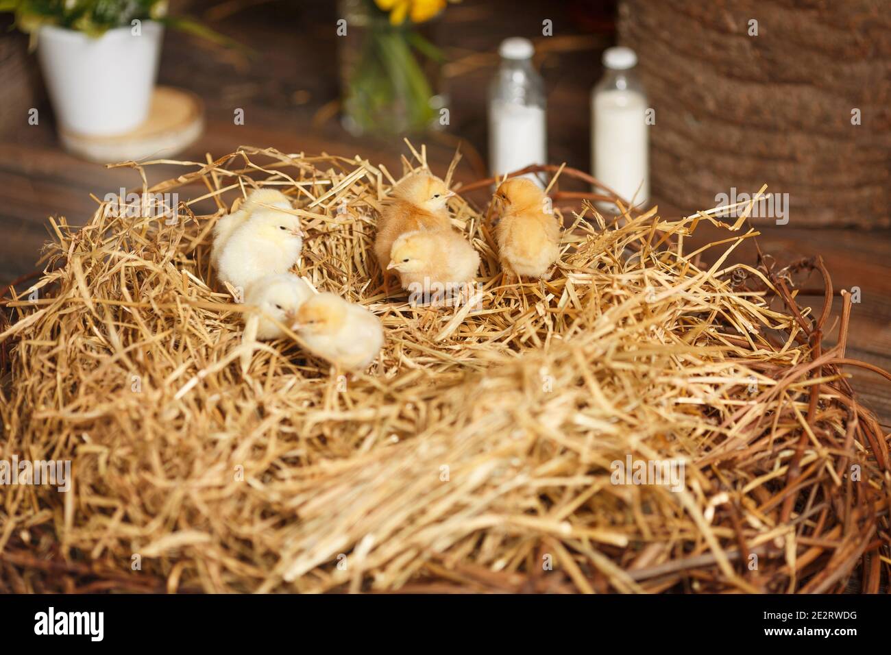 Close-up of a lot of small yellow chicks. Cute chicks on hay Stock ...