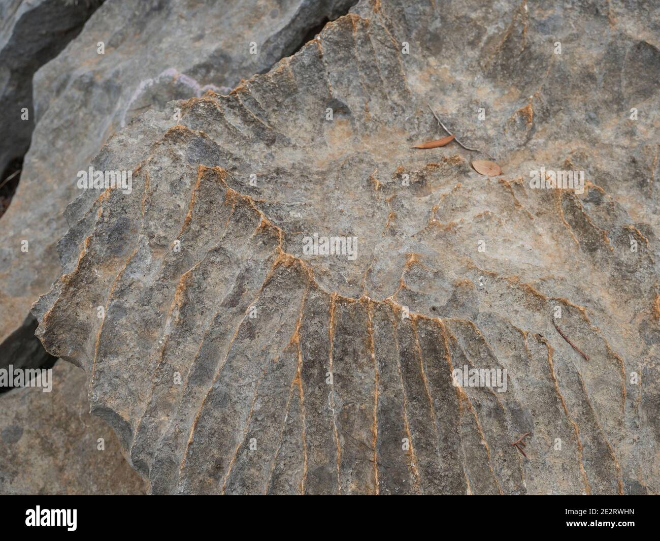 close up of beige limestone rock with shape and texture which looks ...