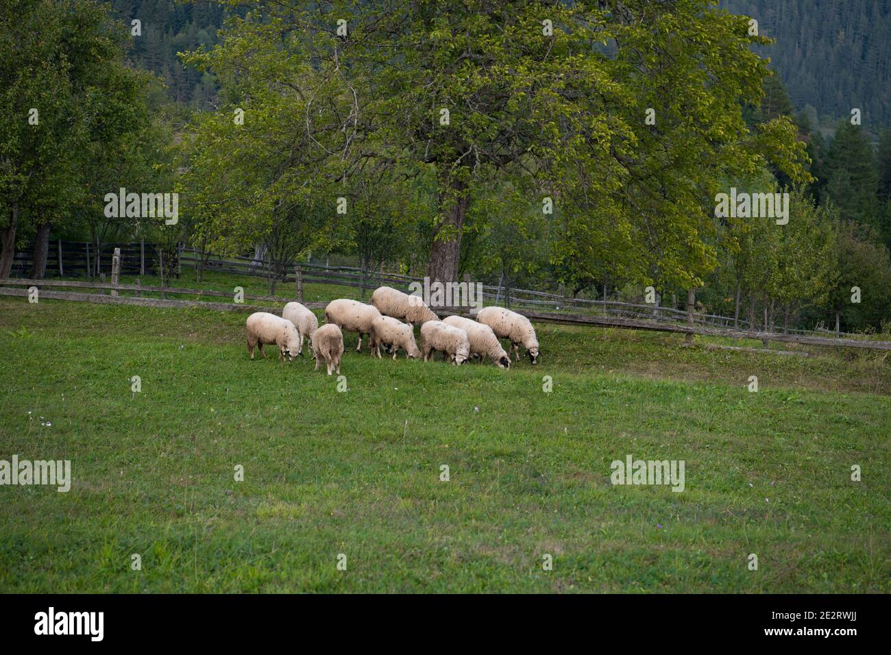 Sheep cote hill hi-res stock photography and images - Alamy