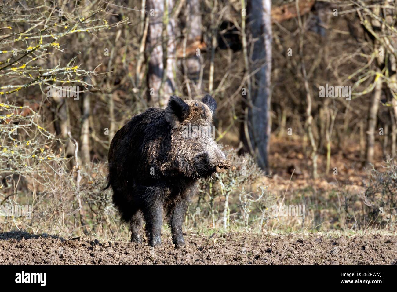 Forest hog hi-res stock photography and images - Alamy