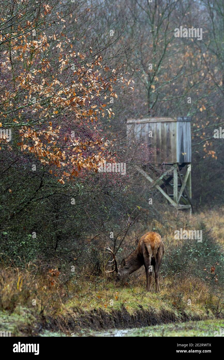 High stand hi-res stock photography and images - Alamy