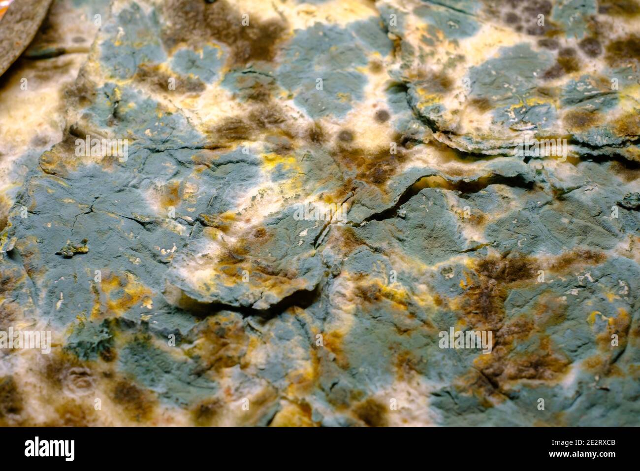 Stone covered with various mildew Stock Photo - Alamy