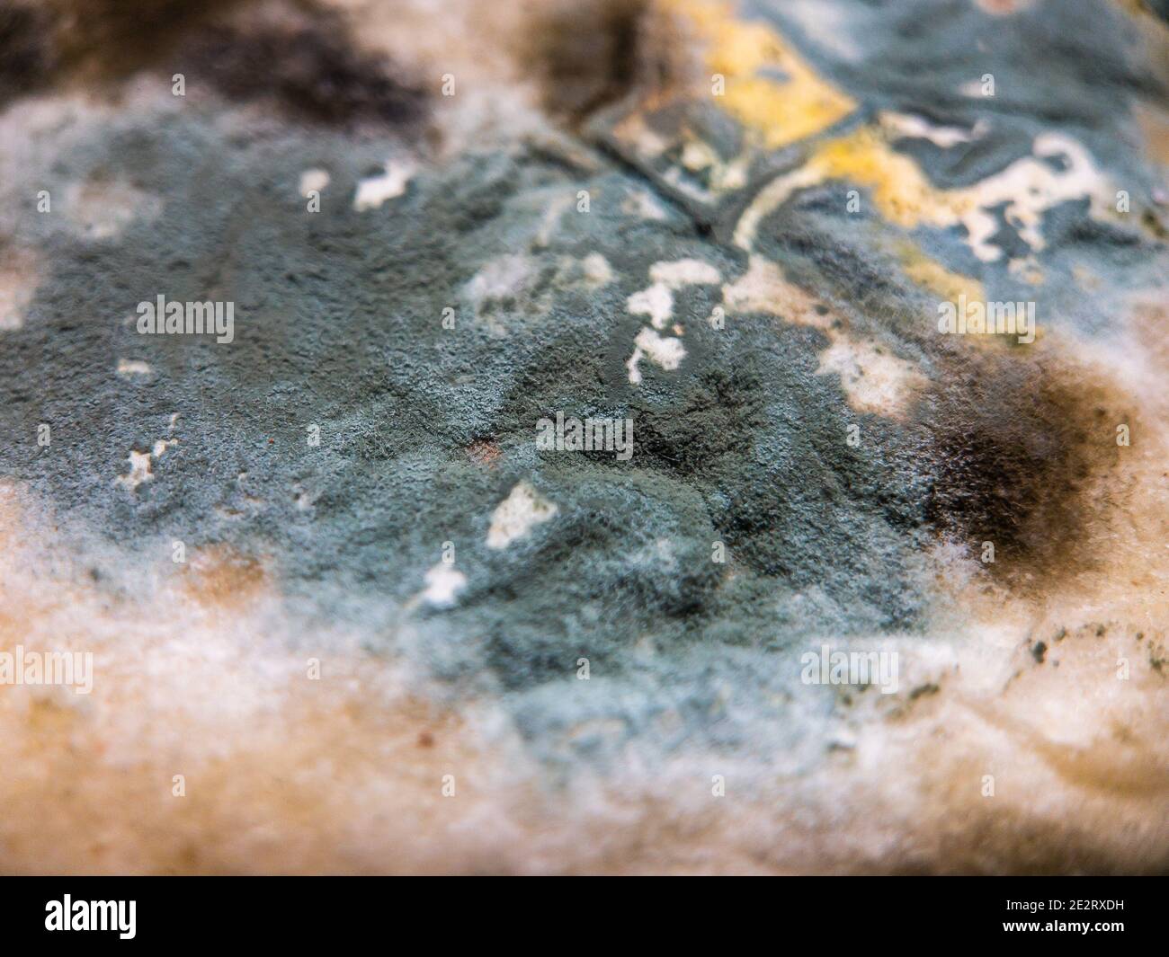 Stone covered with various mildew Stock Photo - Alamy