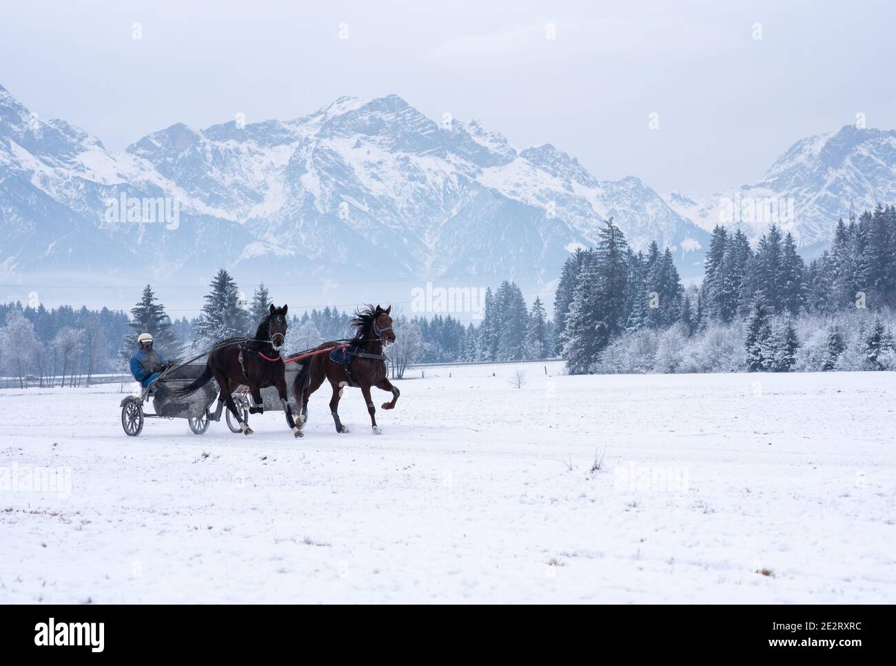 White horse snow mountains hi-res stock photography and images - Alamy