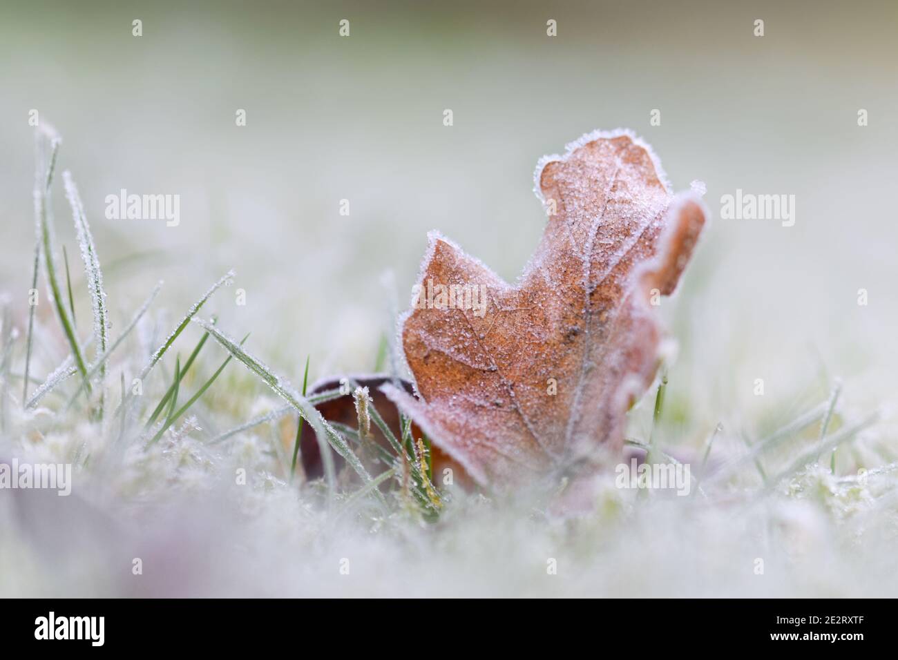 Blurry photo winter nature hi-res stock photography and images - Alamy