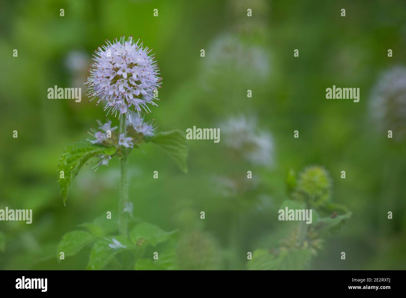 Wasserminze, Wasser-Minze, Minze, Mentha aquatica, Horsemint, Water ...