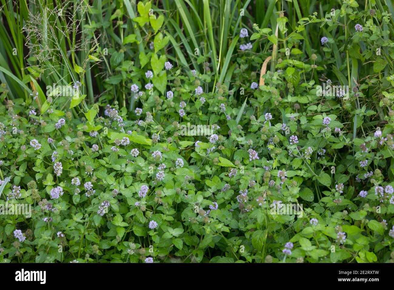 Wasserminze, Wasser-Minze, Minze, Mentha aquatica, Horsemint, Water ...