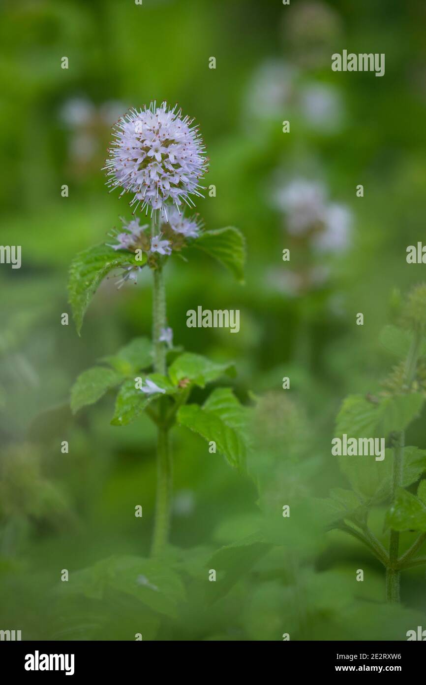 Water mint menthe aquatica hi-res stock photography and images - Alamy