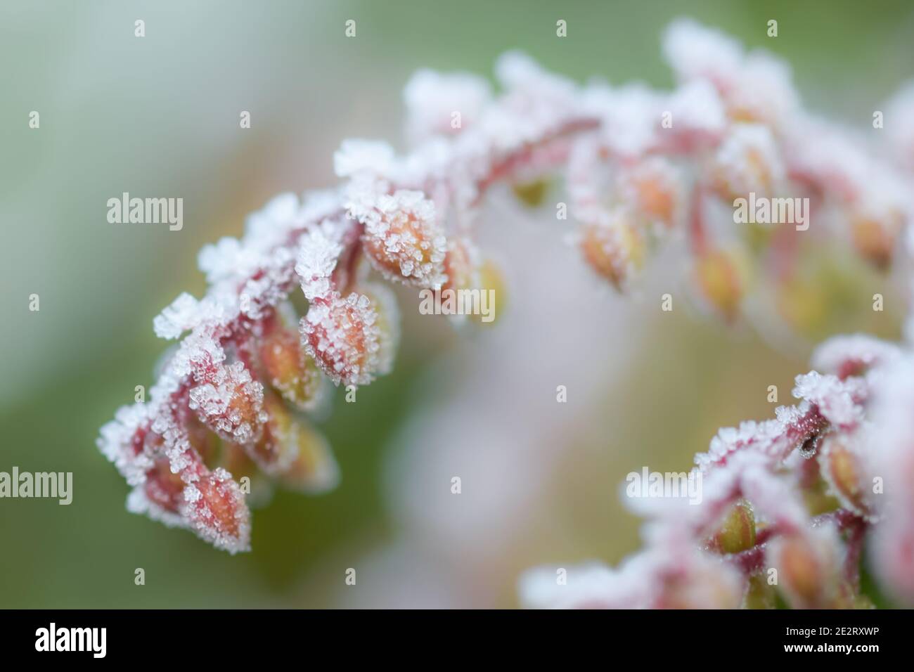 Cold season plants hi-res stock photography and images - Alamy
