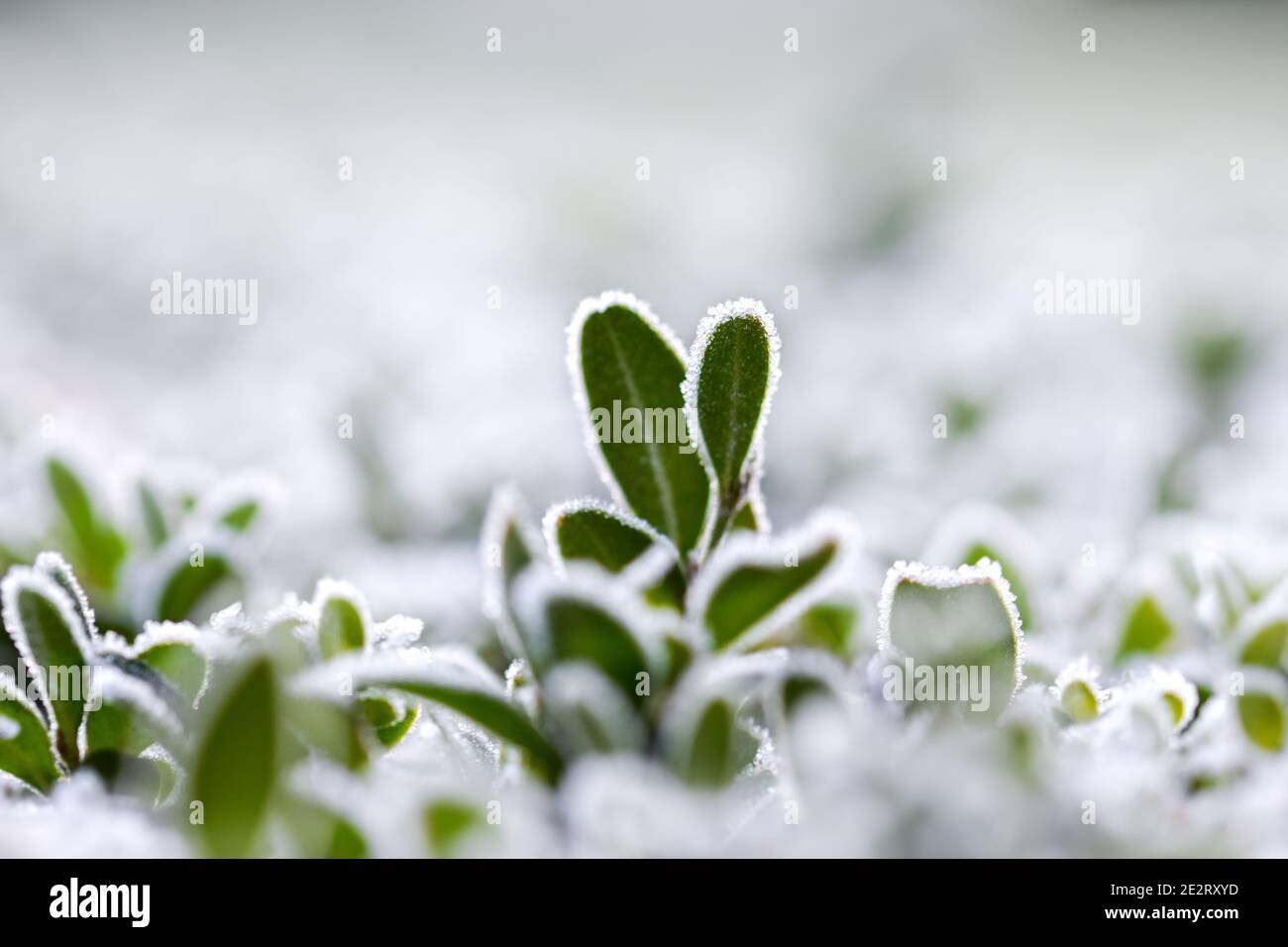 Cold season plants hi-res stock photography and images - Alamy