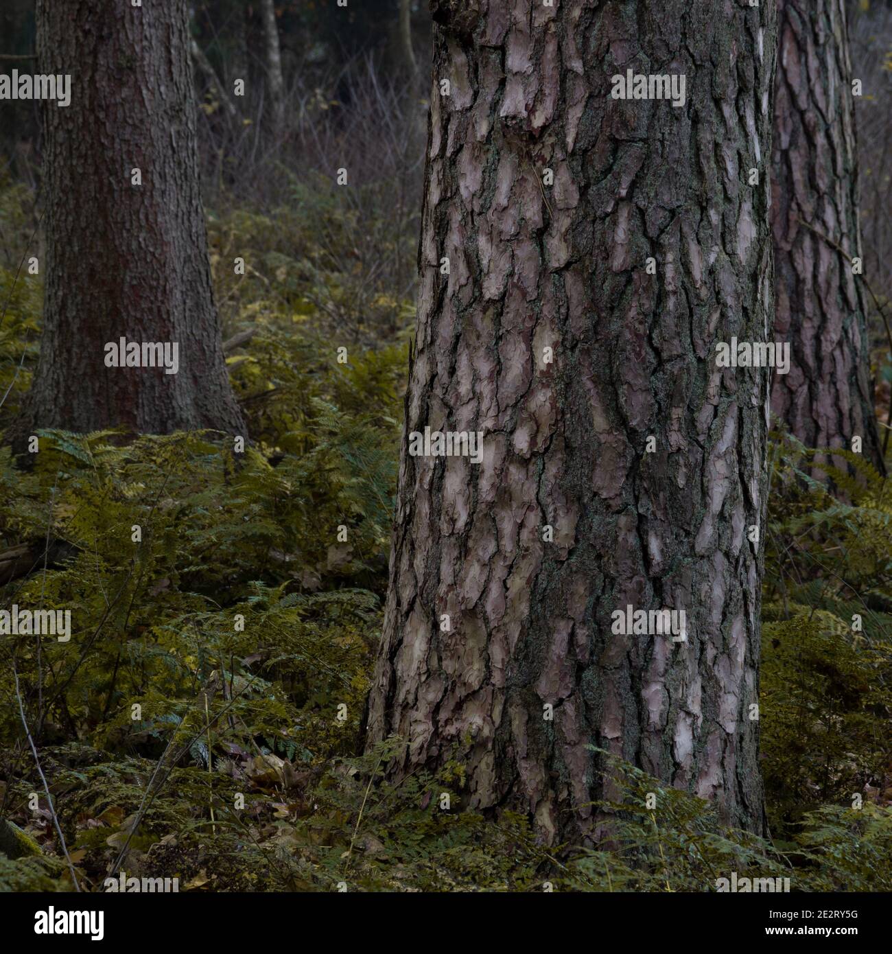 Different tree trunks hi-res stock photography and images - Alamy