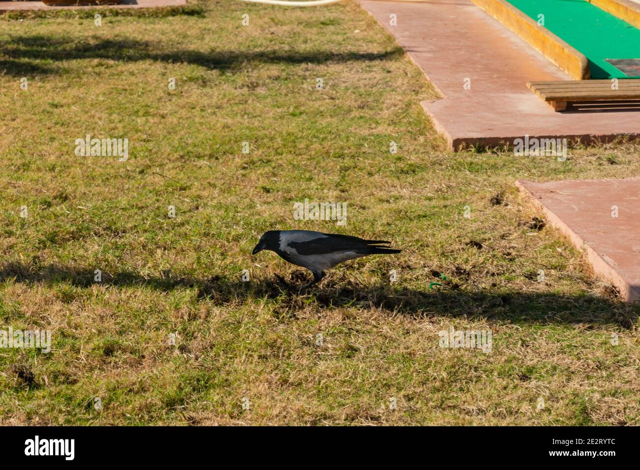 White neck raven hi-res stock photography and images - Alamy