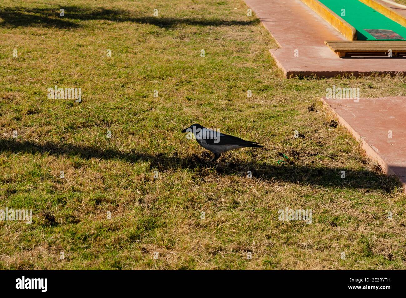 Juvenile Crow High Resolution Stock Photography and Images - Alamy