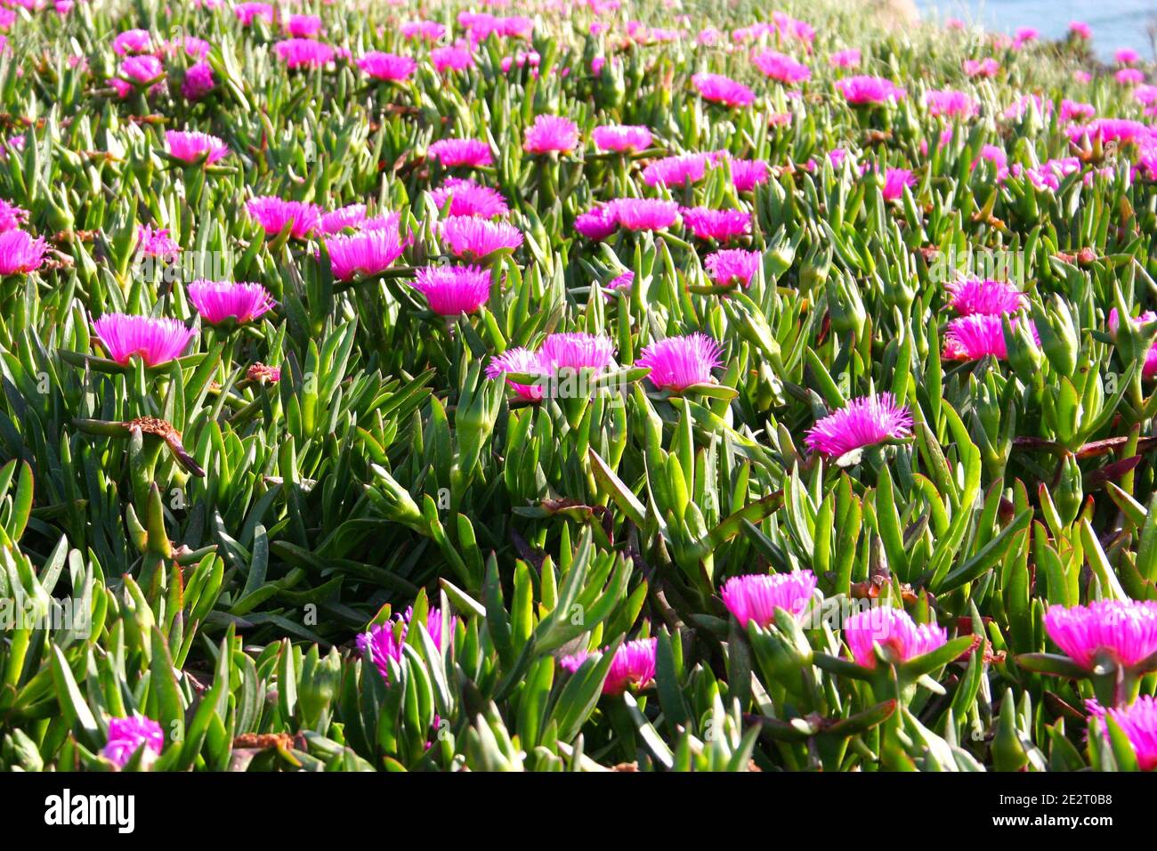 Bright pink flowers Sally-my-handsome plant (Carpobrotus acinaciformis ...